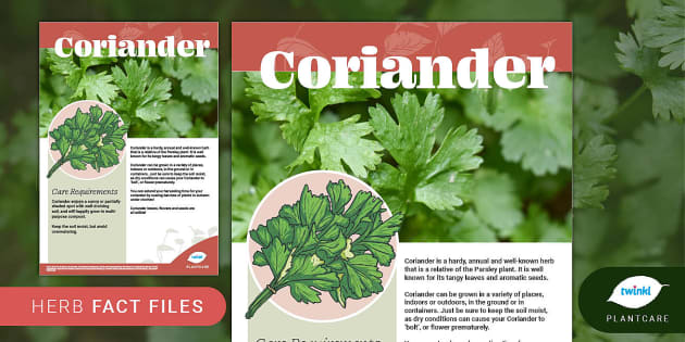 Herbs Fact File: Coriander, Plants, Plantcare, Outdoor