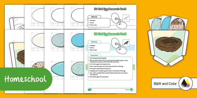 3D Bird Egg Research Craft (teacher made) - Twinkl