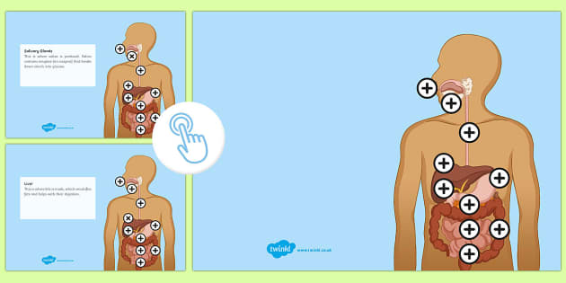 Digestive System Picture Hotspots (teacher made)