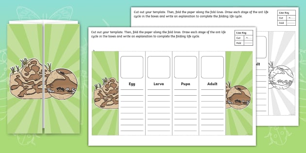 * NEW * Ant Folding Life Cycle Template (teacher made)