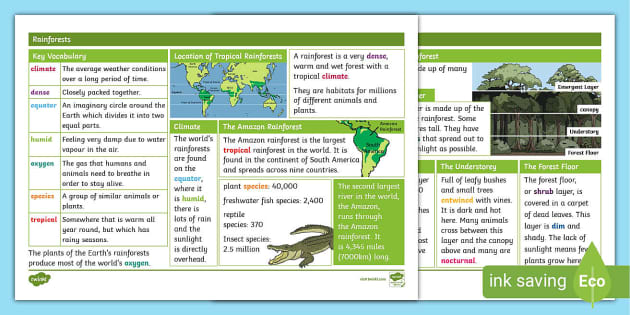 Rainforest Knowledge Organiser (teacher made) - Twinkl