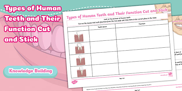 Types of Human Teeth and Their Function Cut and Stick - KS2