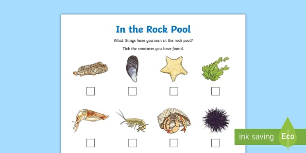 In a Rock Pool Checklist Worksheet / Worksheet - Twinkl