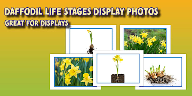 Daffodil Life Stages Display Photos