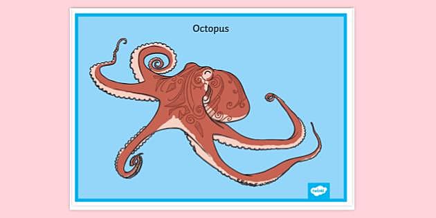 Realistic Octopus Display Poster | Primary Resources
