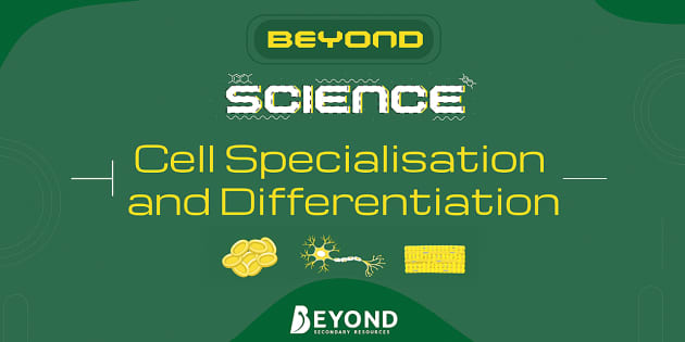 Cell Specialisation and Differentiation KS4 Cell Biology Video