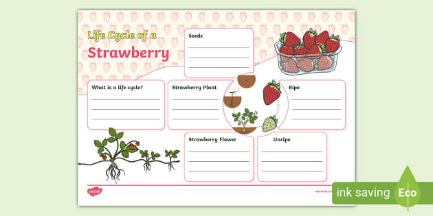 * NEW * Strawberry Life Cycle Fact File Template - Twinkl