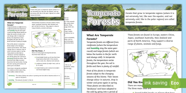 KS2 All About Temperate Forest Fact File - Primary Resources