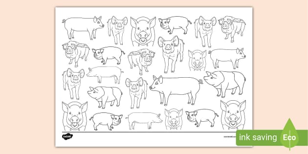 Pig Doodle Colouring Page (teacher made) - Twinkl