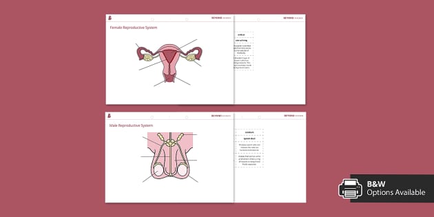 Human Reproductive System Labelling Activity | Beyond
