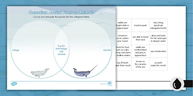 Beluga and Narwhal Venn Diagram Sorting Activity - Twinkl