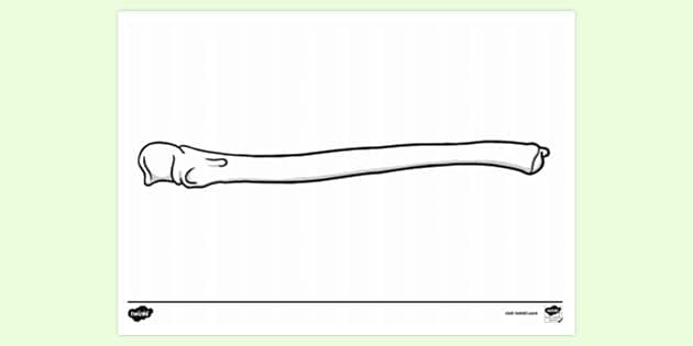 Ulna Colouring | Colouring Sheets (professor feito) - Twinkl