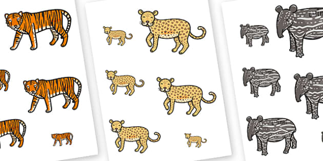 Jungle Animal Size Ordering (l'enseignant a fait) - Twinkl