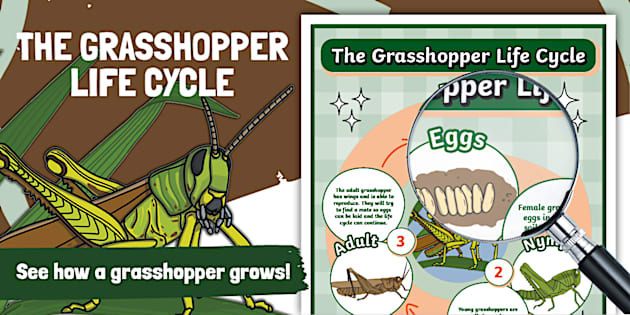 Grasshopper Life Cycle Poster - KS1 Twinkl Science