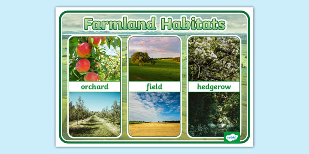 Farmland Habitats Photo Display Poster (teacher made)
