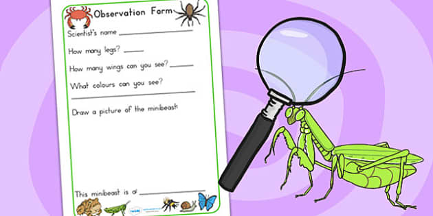 Minibeasts Investigation Lab Observation Form - Twinkl