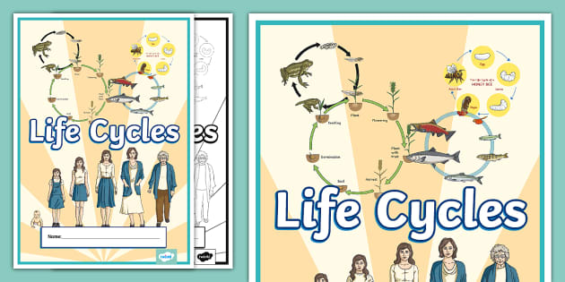 Life Cycles Book Cover Hecho Por Educadores Twinkl
