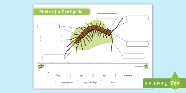 Parts of a Centipede Labelling Activity - Twinkl - KS1