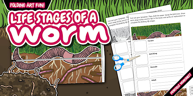 Worm Folding Life Stages Template