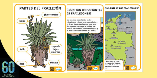 Por qué son importantes los frailejones en Colombia- Twinkl