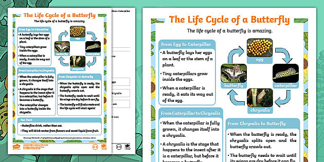 KS1 Butterfly Life Cycle Reading Comprehension Activity
