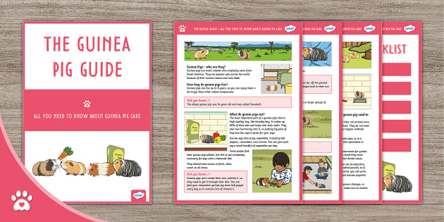 The Ultimate Guinea Pig Guide - Pet Care Guide - Twinkl Pets