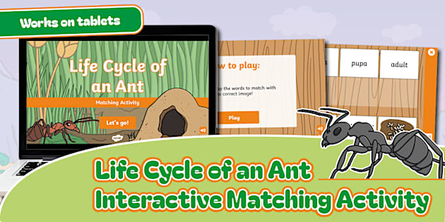 * NEW * Life Cycle of an Ant Interactive Matching Activity