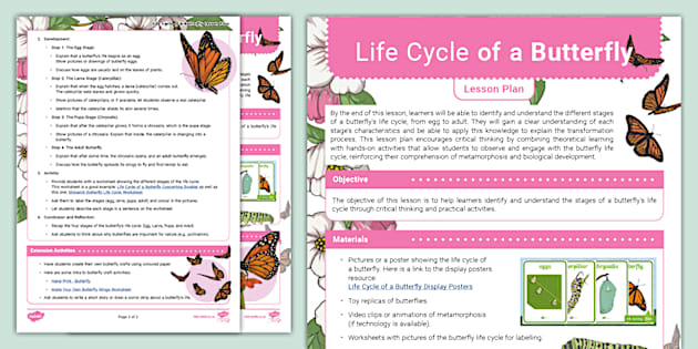Life Cycle of a Butterfly Lesson Plan PDF | Twinkl ZA