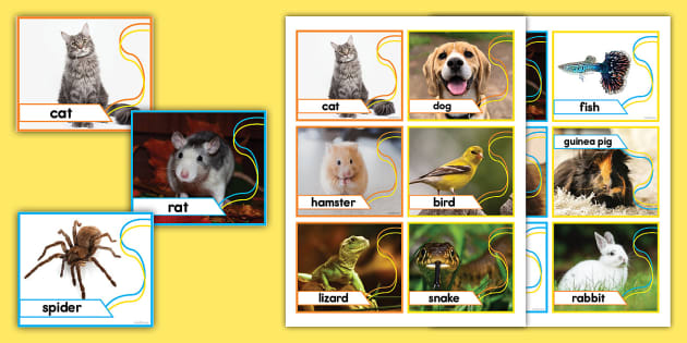 Pets Photo Flash Cards (teacher made) - Twinkl