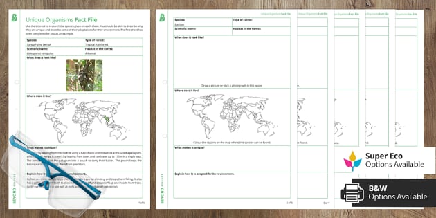 Unique Organisms of the Forest Fact File Worksheets | Beyond