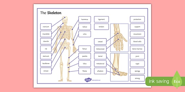 The Skeleton Word Mat (teacher made) - Twinkl