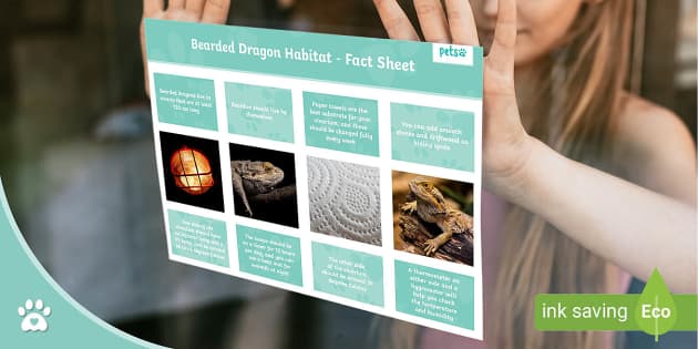 Bearded Dragon Habitat - Fact Sheet - Lizard - Twinkl Pets