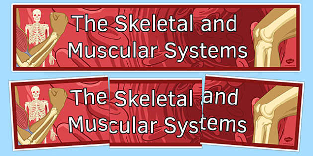 The Skeletal and Muscular Systems Display Banner - Twinkl