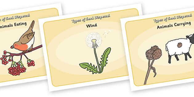 Seed Dispersal Display Posters - seed dispersal display posters, seed