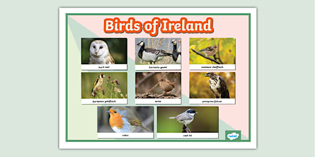 Birds of Ireland Photo Display Poster