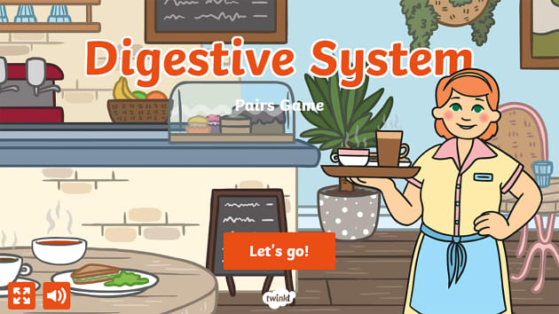 Digestive System Pairs Game - Twinkl