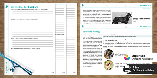 Selective Breeding Comprehension Worksheet | Beyond - Twinkl