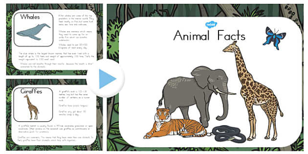 Animal Facts PowerPoint (creat de profesori) - Twinkl