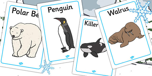 Polar Animals Display Posters (teacher made)