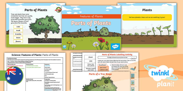 Year 1 Science Features of Plants Lesson 5 Parts of Plants