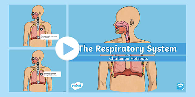 The Respiratory System Hotspots Interactive PowerPoint