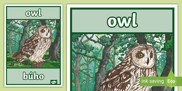 👉 Spanish Word for Owl Display Poster - Twinkl