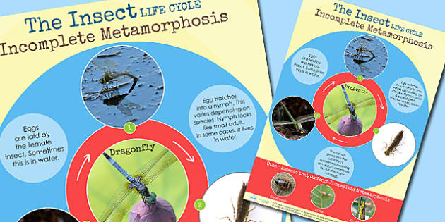 Insect Dragonfly Incomplete Metamorphosis Life Cycle Poster