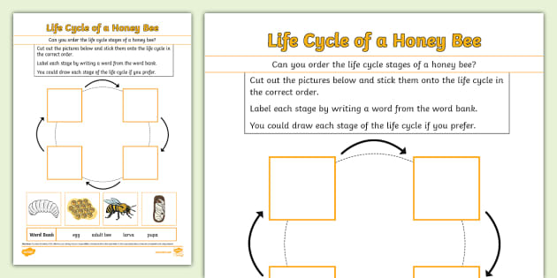 Life Cycle of a Honey Bee Activity Sheet - KS1 - Twinkl
