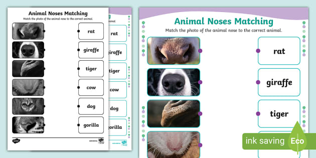 Animal Noses Matching Worksheet (professor feito) - Twinkl Animal Noses Matching Worksheet (professor feito) - Twinkl