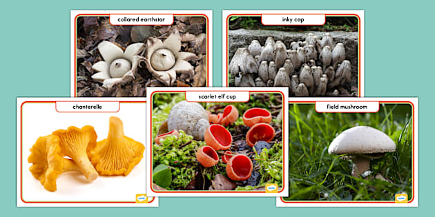 Types of Mushrooms Photos (teacher made) - Twinkl