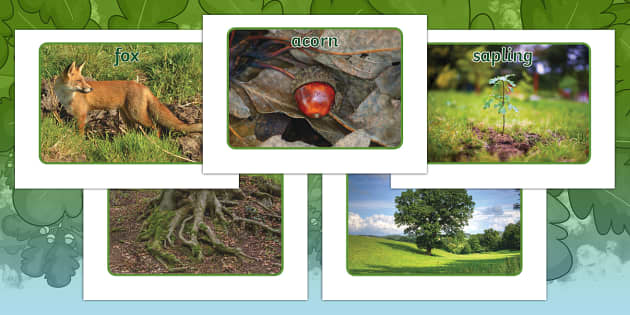 Little Acorns Photo Pack (Teacher-Made) - Twinkl