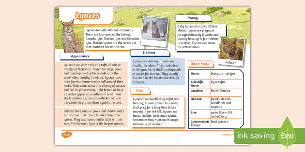 Lynx KS2 Fact File - Animals - Mammals (teacher made)