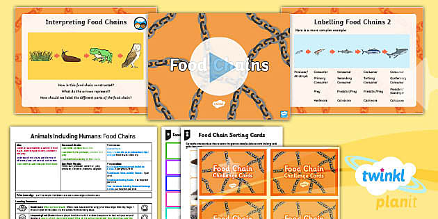 Animals Including Humans: Food Chains Year 4 Lesson Pack 6