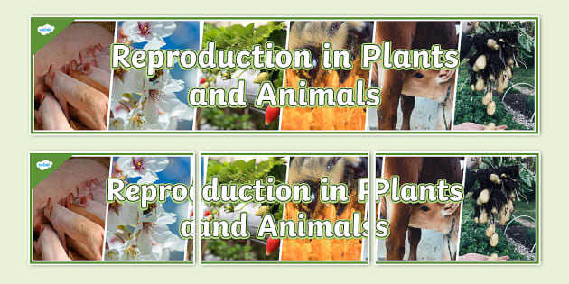 Reproduction in Plants and Animals Display Banner - Twinkl